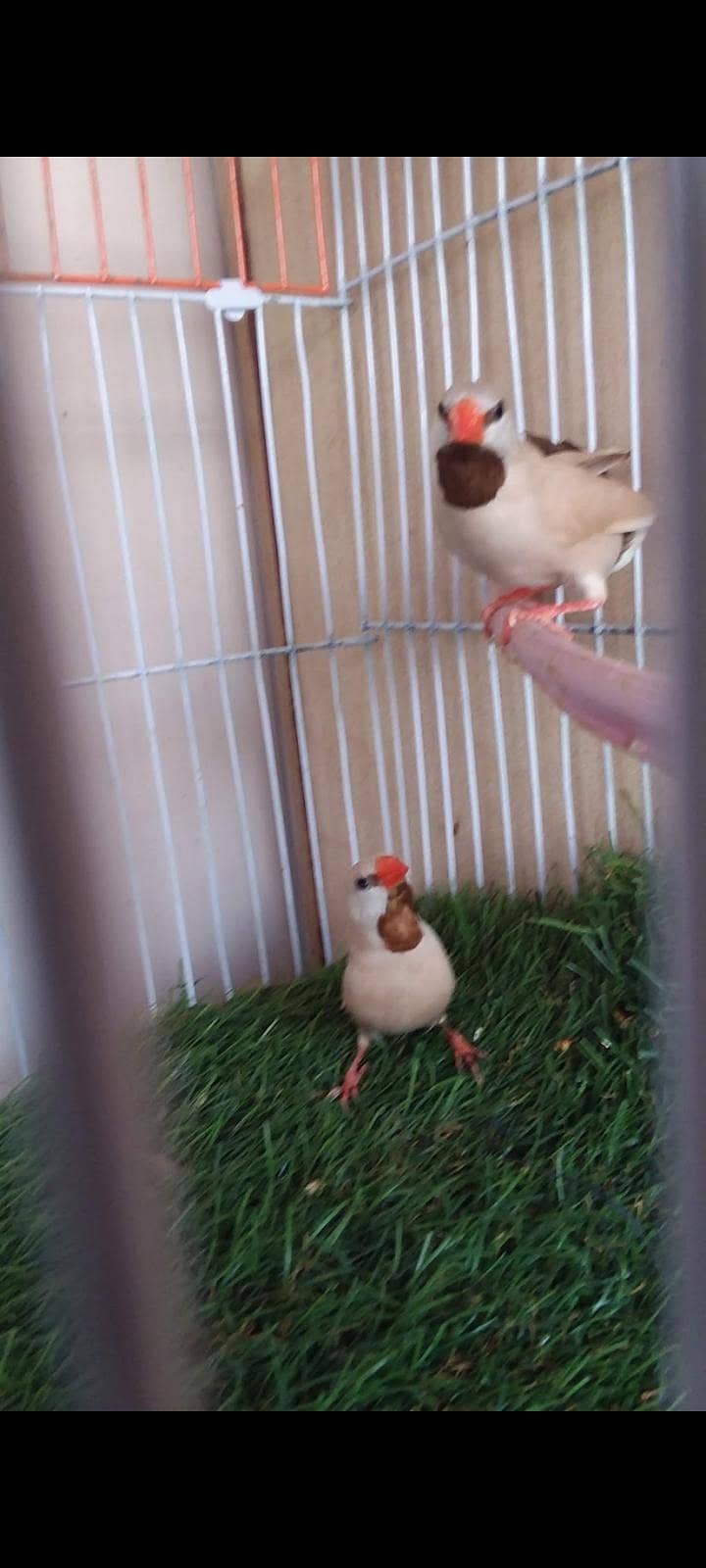 lady Gouldian and exotic finches - Finches - 1109869993