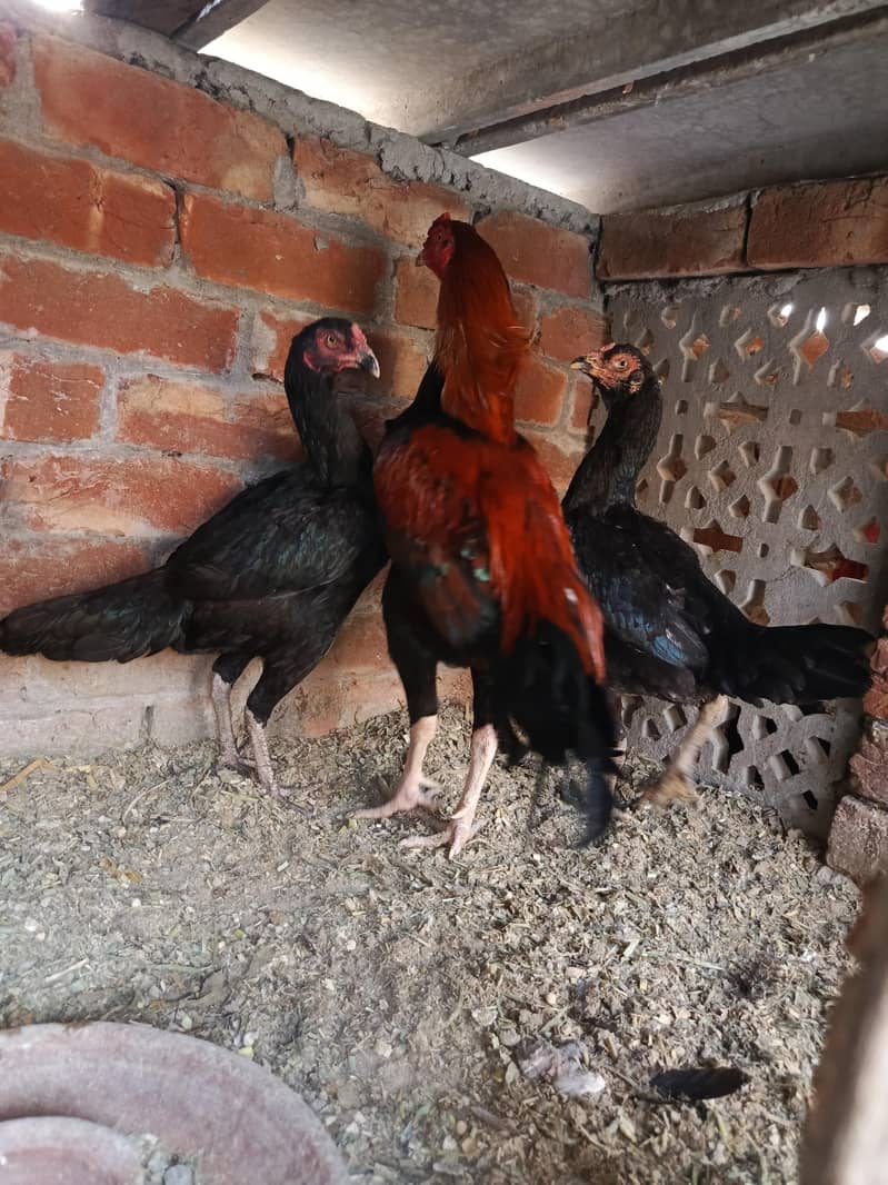aseel Murga with 2 Thai cross female - Hens - 1109875642