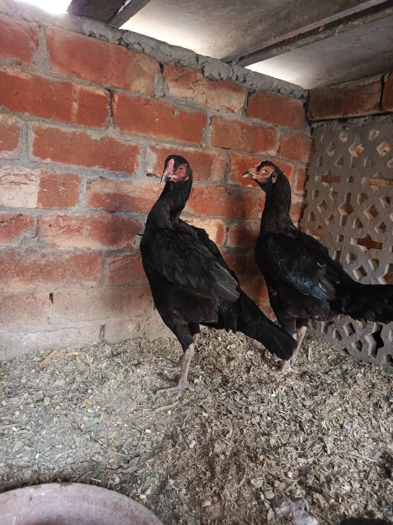 aseel Murga with 2 Thai cross female - Hens - 1109875642