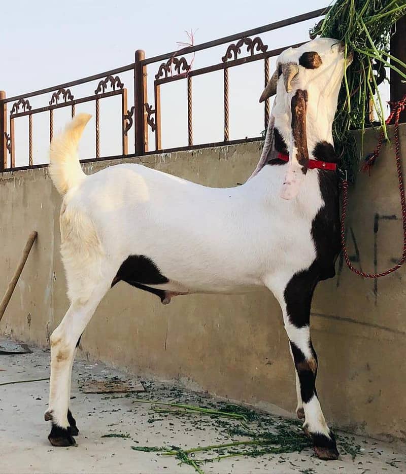 rajanpuri bakra for sale - Goats - 1109875856
