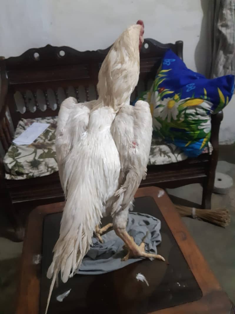 White king german shamo | shamo Chick | White shamo | King shamo Chick ...