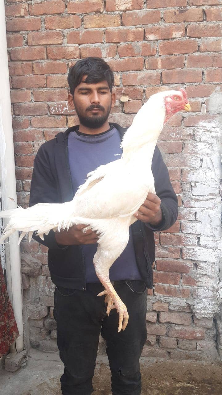 White king german shamo | shamo Chick | White shamo | King shamo Chick ...