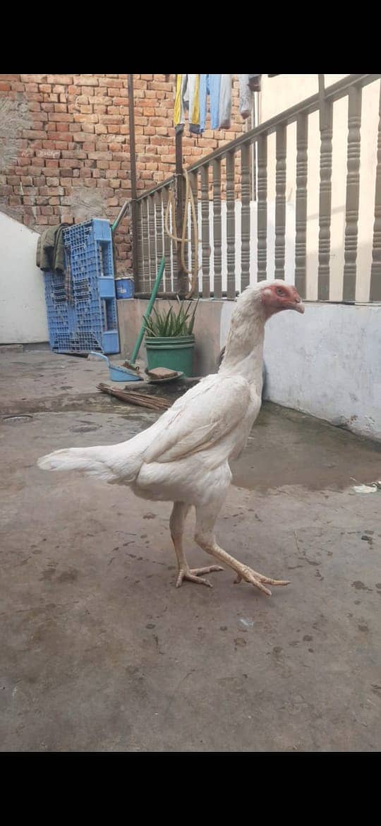 White king german shamo | shamo Chick | White shamo | King shamo Chick ...