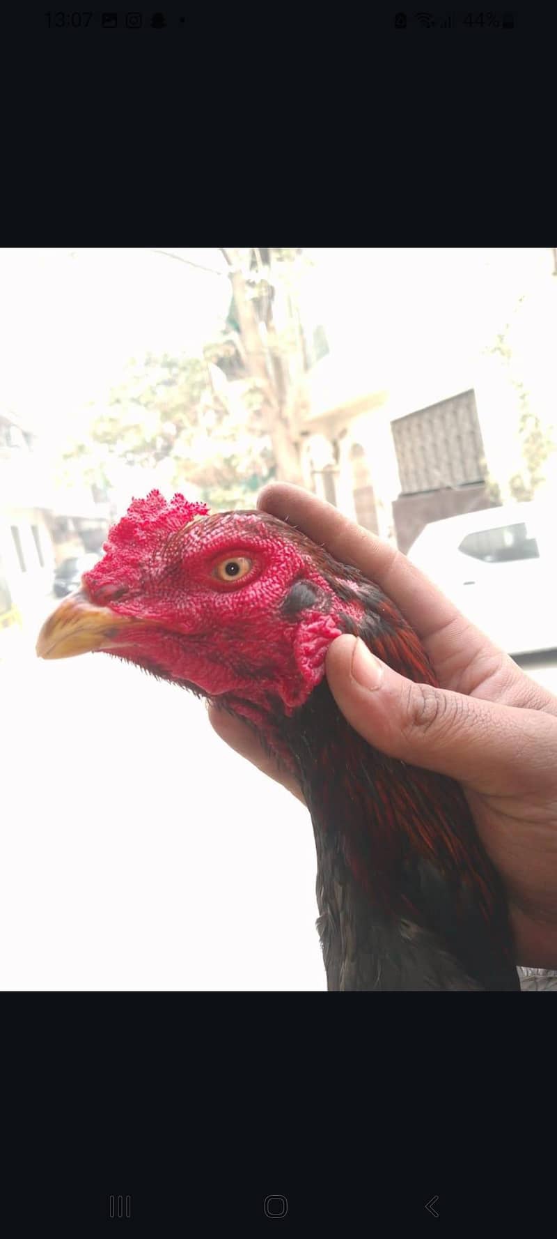 Turkish Hint Aseel Murga - Hens - 1109877630