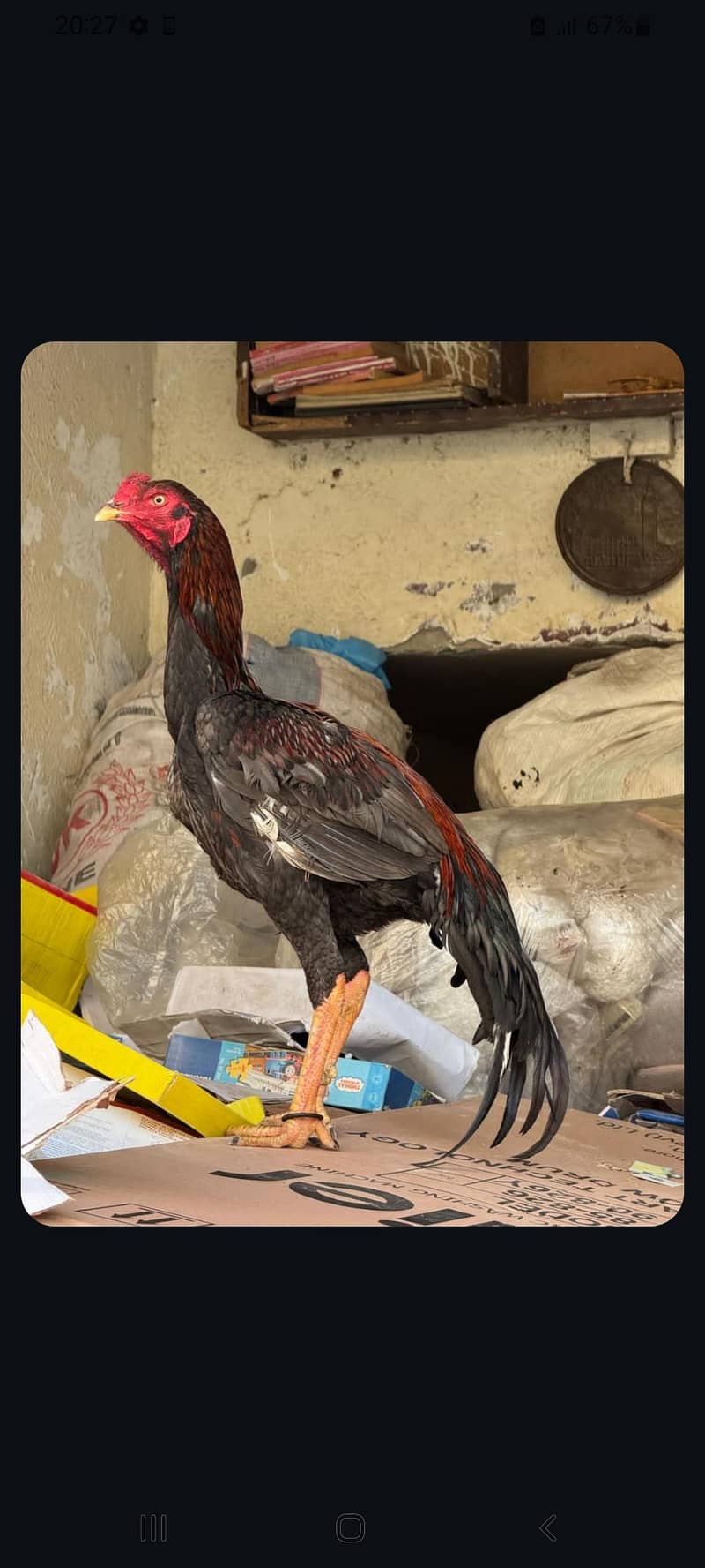 Turkish Hint Aseel Murga - Hens - 1109877630