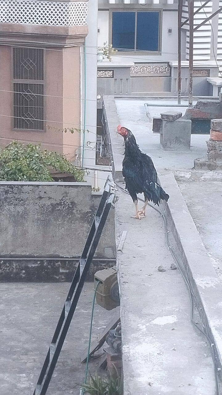 fresh aseel sindhi eggs and chickens are available - Hens - 1109454138