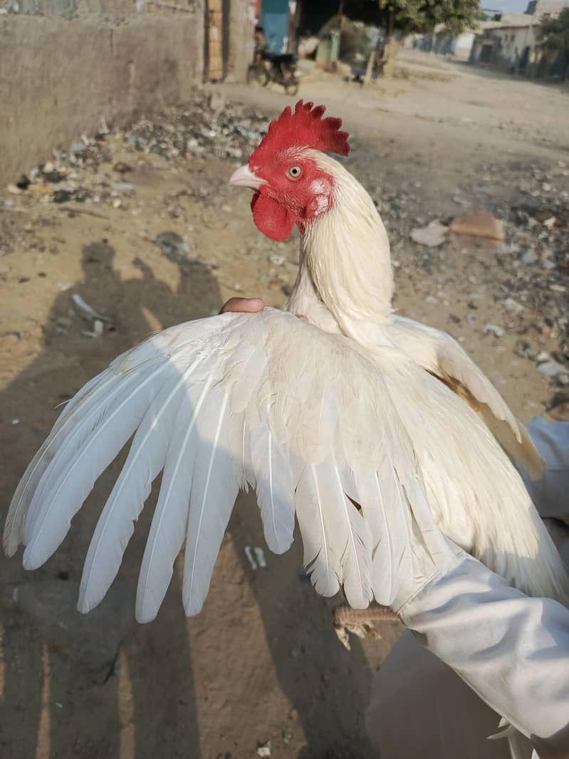 paper white bengum - Hens - 1109886916