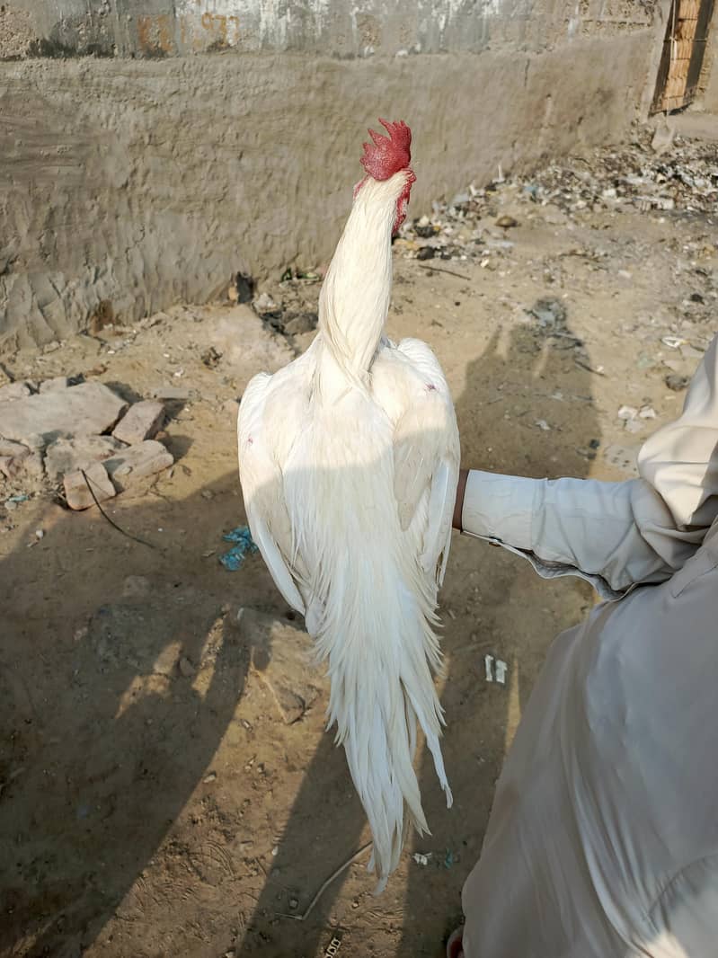 paper white bengum - Hens - 1109886916