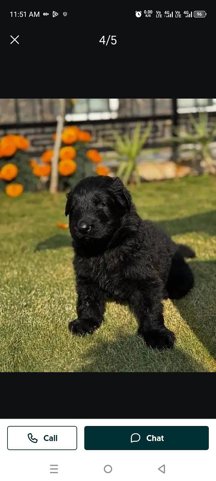 Jarman Shepard breed available - Dogs - 1109890574