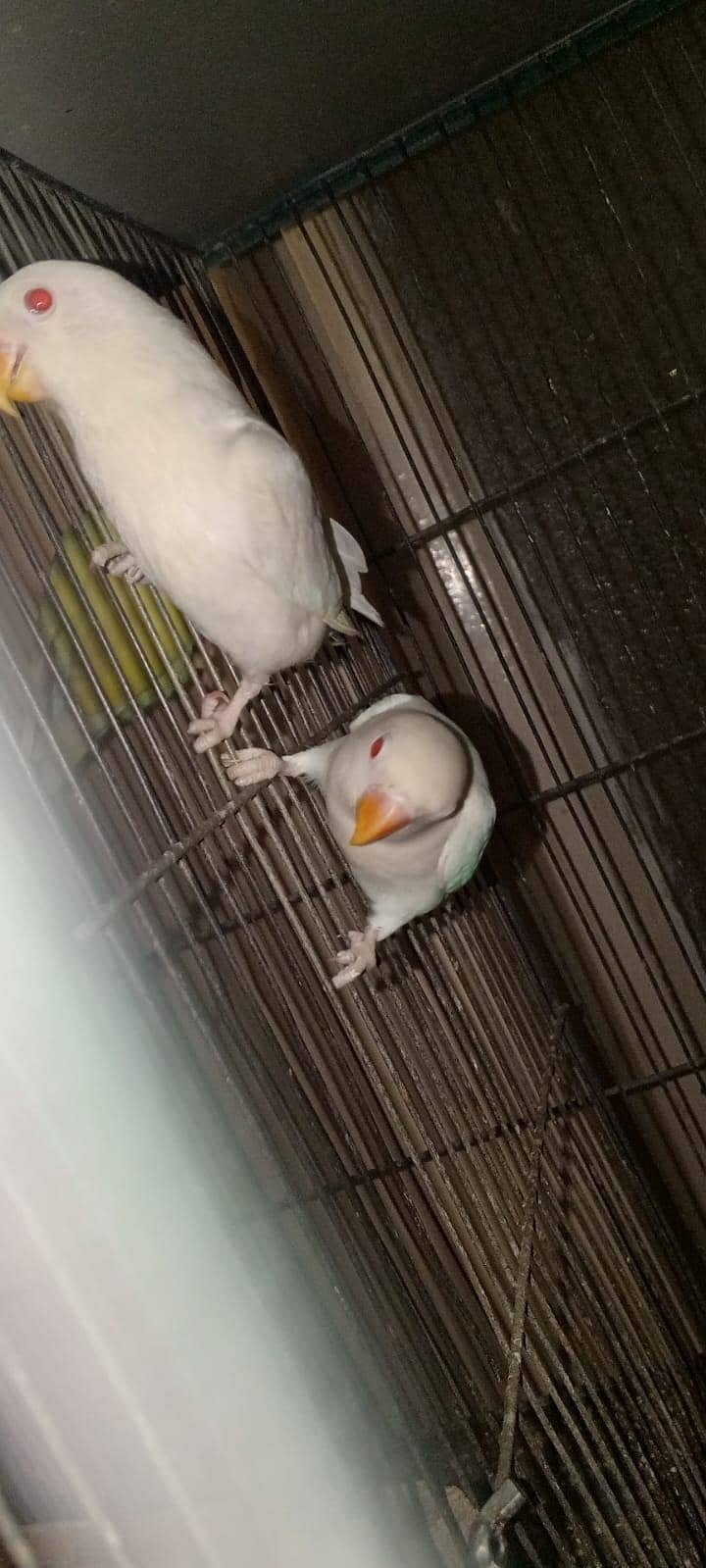 white java,finches,red eyes albino lotino - Finches - 1109893690