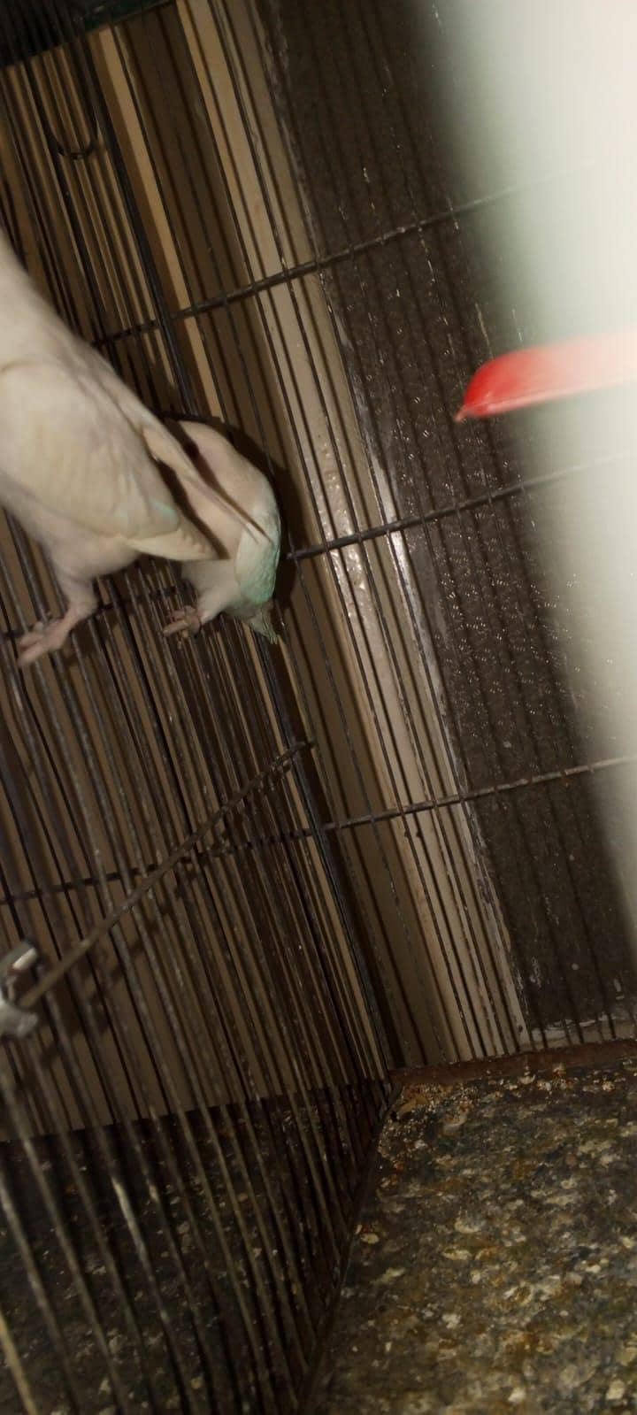 white java,finches,red eyes albino lotino - Finches - 1109893690