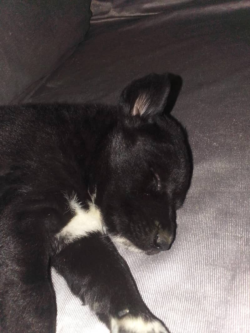 exchange pitbull Mix black jerman shepherd baby available - Dogs ...