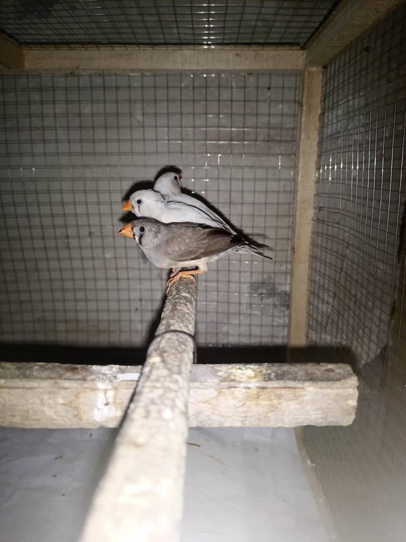 Finches breeder pair - Finches - 1109897486