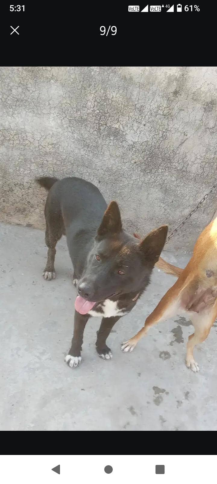 German + Gultair Mix For Sale Hai - Dogs - 1109325541