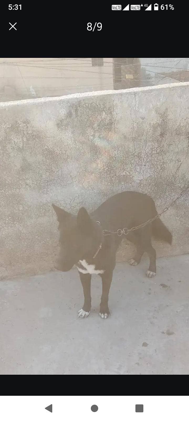 German + Gultair Mix For Sale Hai - Dogs - 1109325541