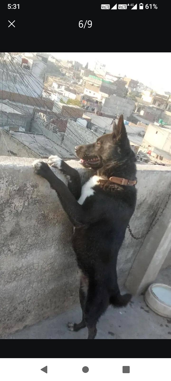 German + Gultair Mix For Sale Hai - Dogs - 1109325541