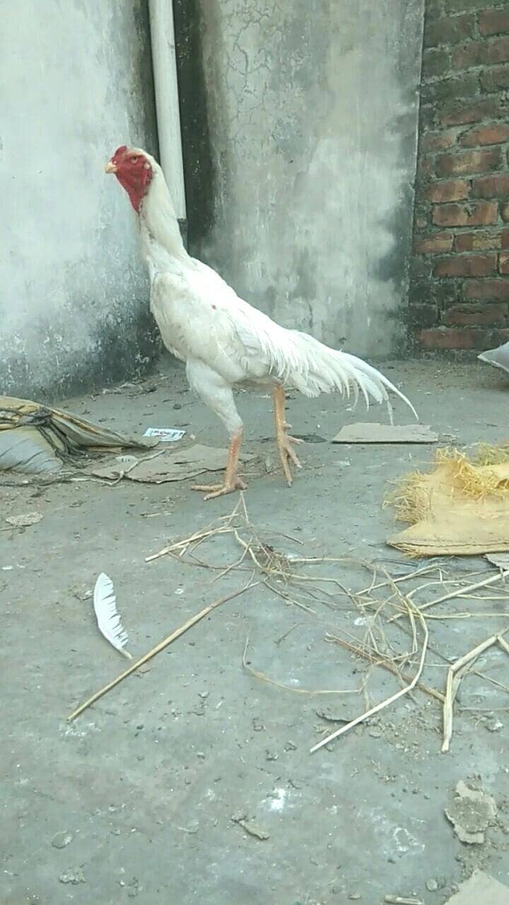 pure white shamo male - Hens - 1109905286