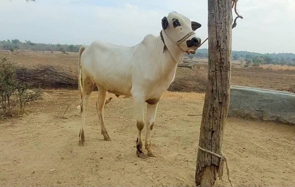 desi bachra hai samajhny waly rabta kare video k lie watsap - Bulls ...