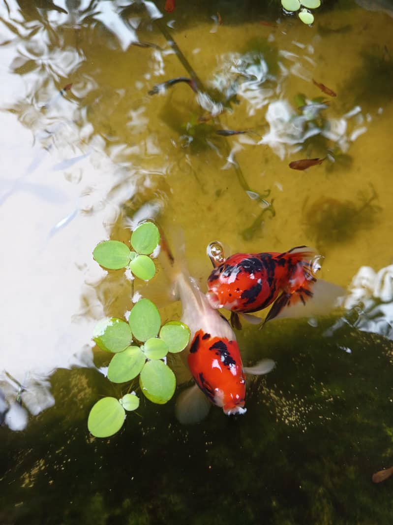 oranda goldfish male - Fish - 1109915428