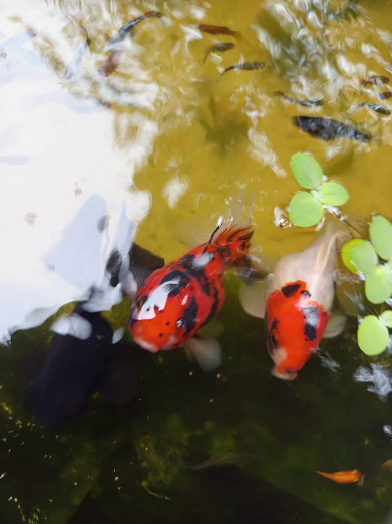 oranda goldfish male - Fish - 1109915428