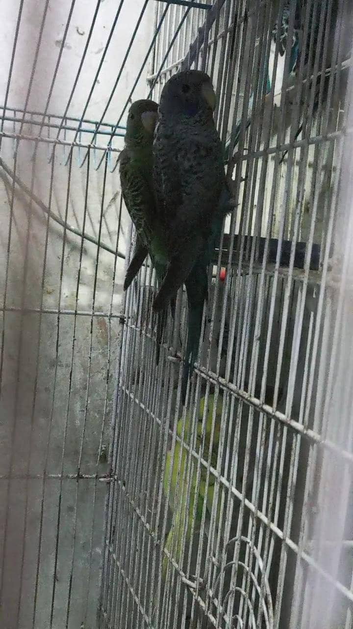 Gray Combo, Green Black face split combo 200%, Gray Balck Face Visual ...