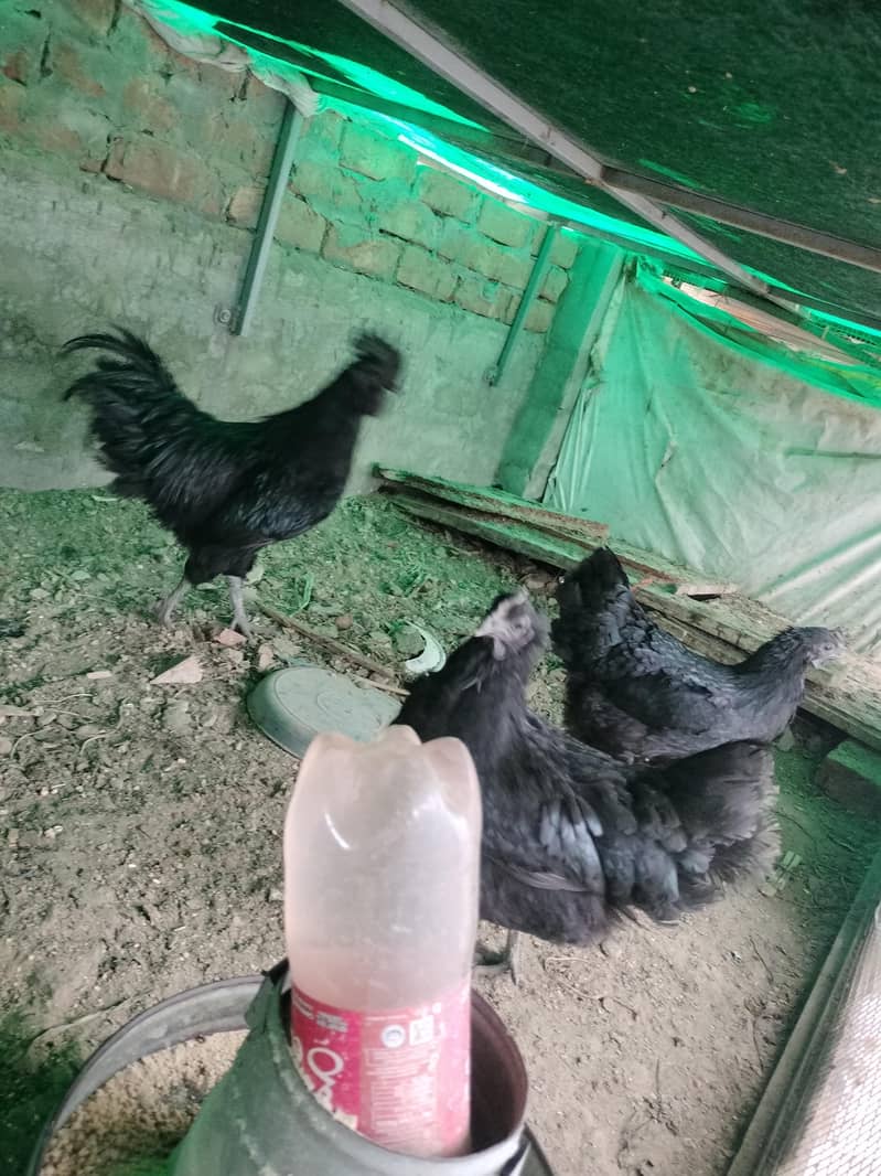 ayyam semani eggs lawing trio set foresale per pic 4500 - Hens - 1109876849