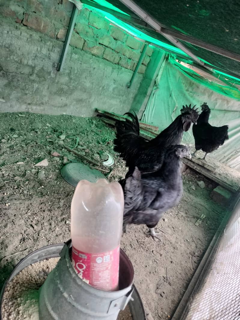 ayyam semani eggs lawing trio set foresale per pic 4500 - Hens - 1109876849