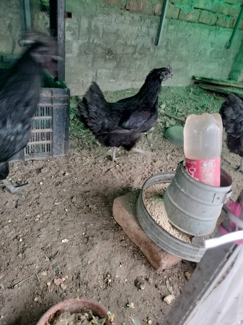 ayyam semani eggs lawing trio set foresale per pic 4500 - Hens - 1109876849