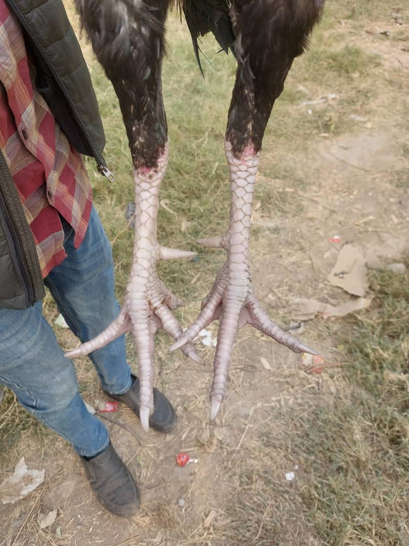 burmi hint cross breeder murga - Hens - 1109921517