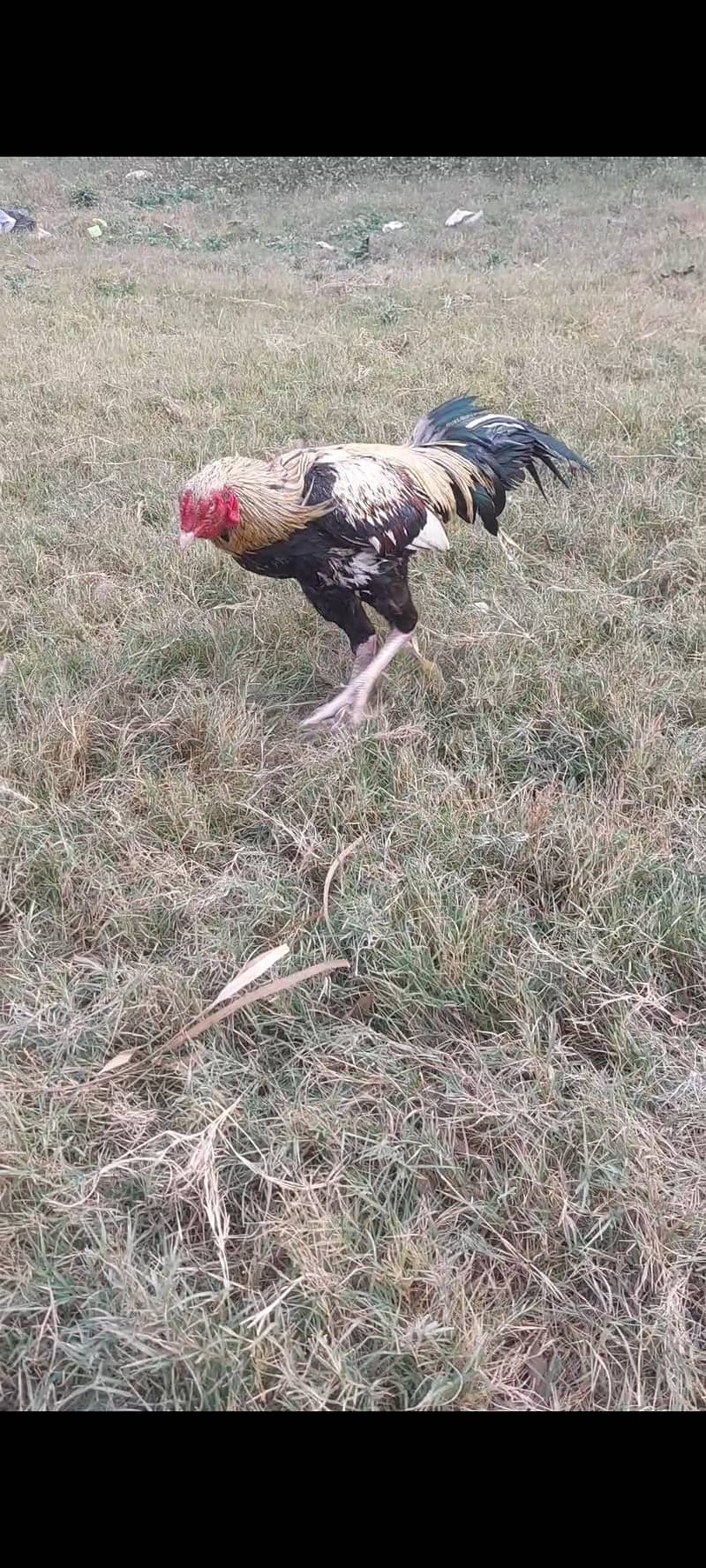 burmi hint cross breeder murga - Hens - 1109921517