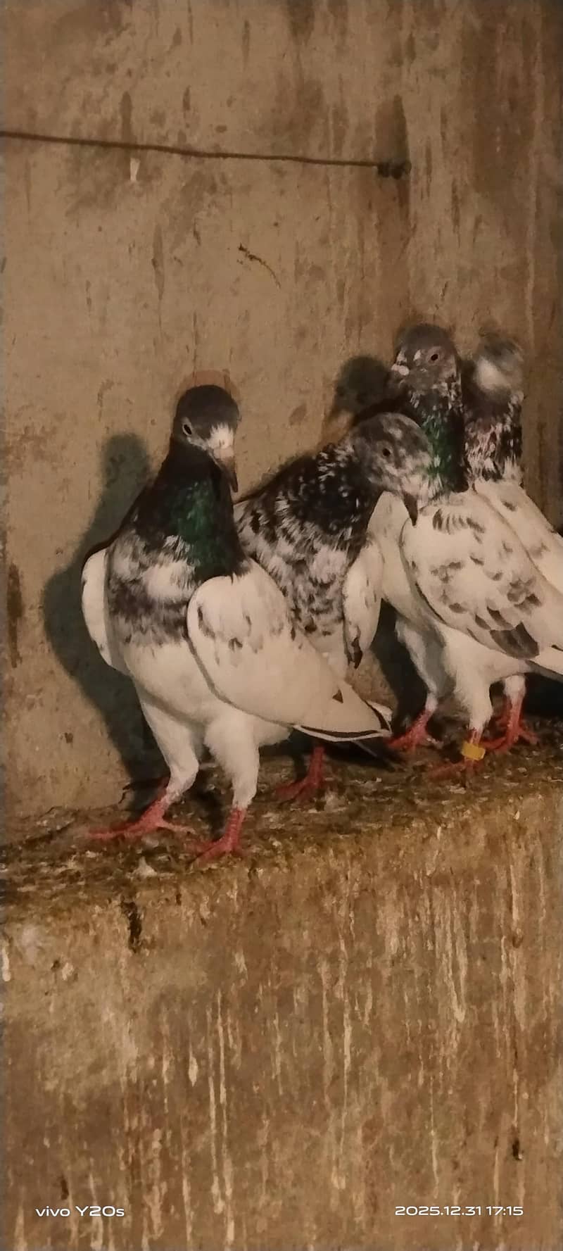 Taddi female - Pigeons - 1109924530