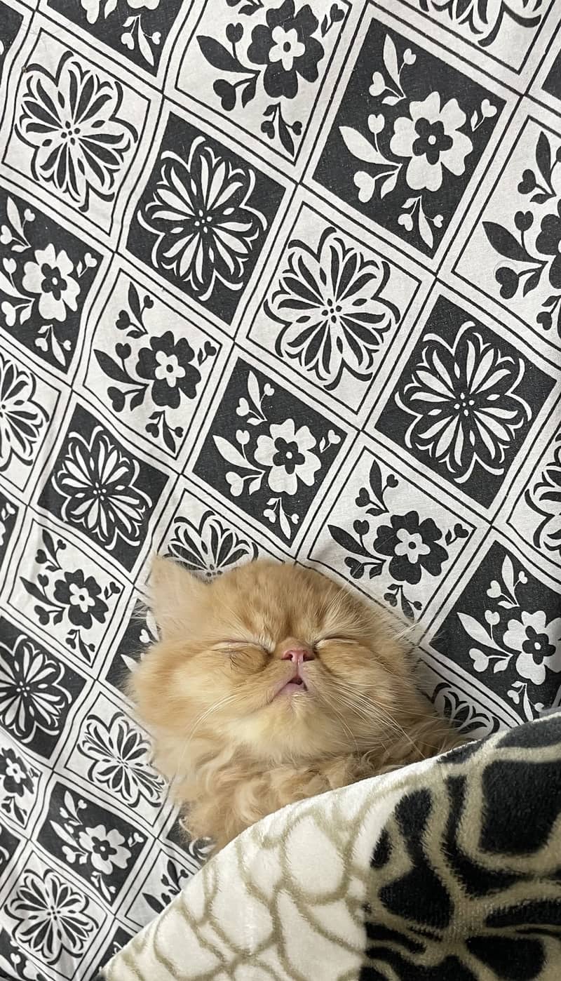 Punch Face Kitten Persian and Peke Mix Breed - Cats - 1109925263