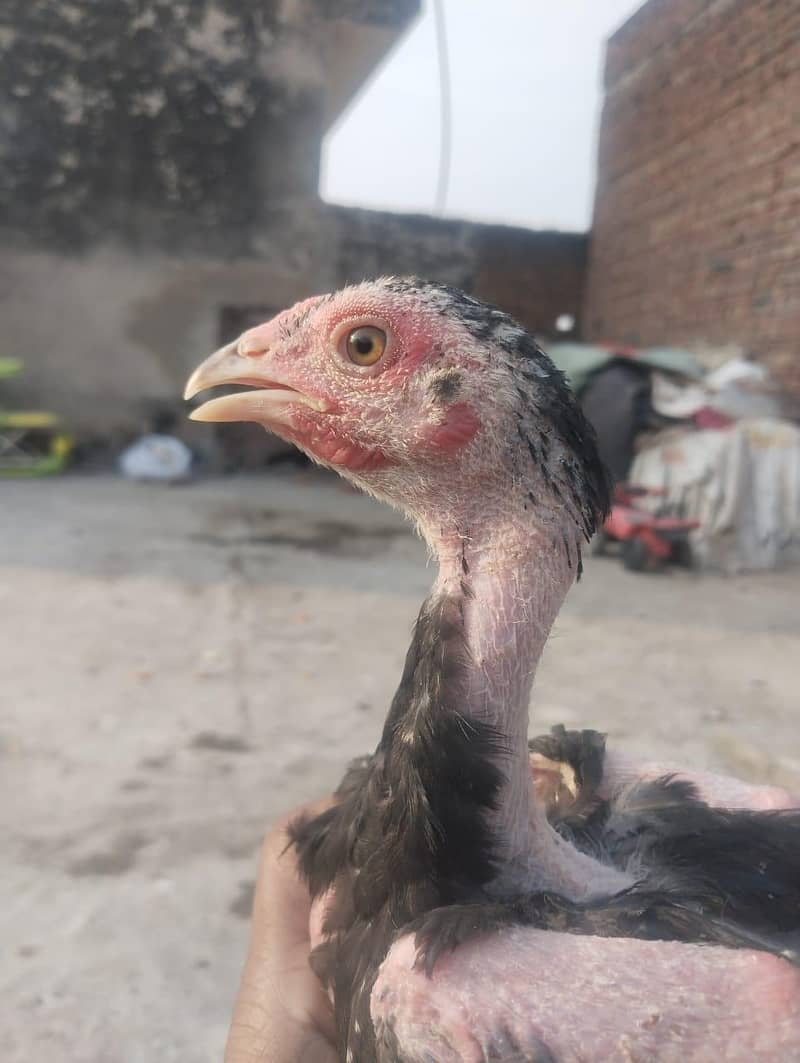 fresh aseel sindhi eggs and chickens are available - Hens - 1109454138