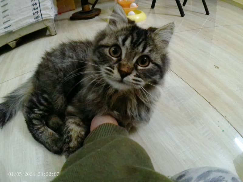 Tabby cat for sale - Cats - 1109929856