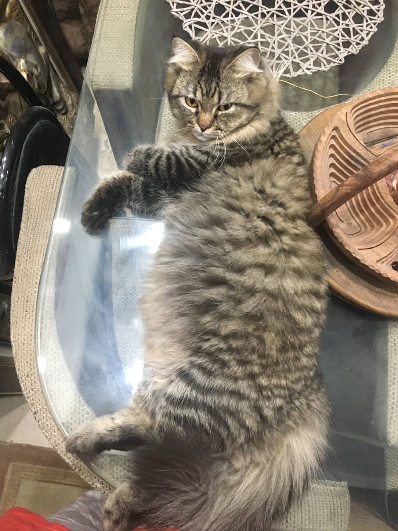 Tabby cat for sale - Cats - 1109929856