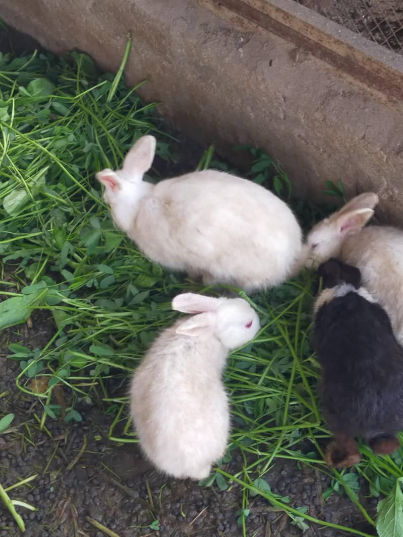 red eyes breeder male rabbit - Rabbits - 1109946070