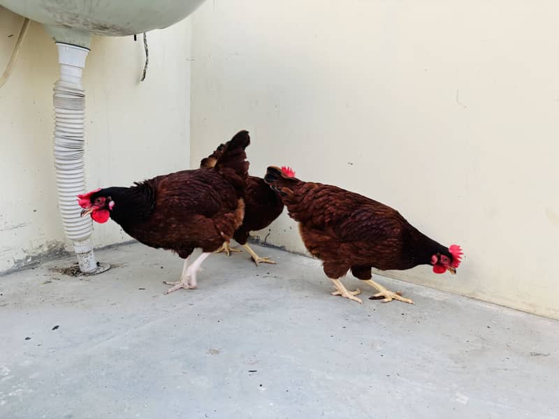 Rhode Island Red RIR Hens egg starter jumbo size For Sale - Hens ...