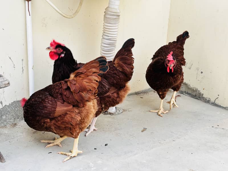 Rhode Island Red RIR Hens egg starter jumbo size For Sale - Hens ...