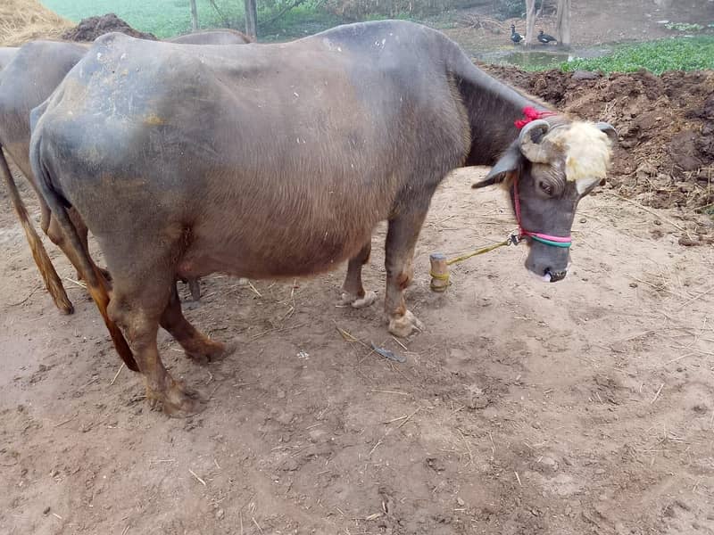 buffalo for sale - Buffalos - 1109948069