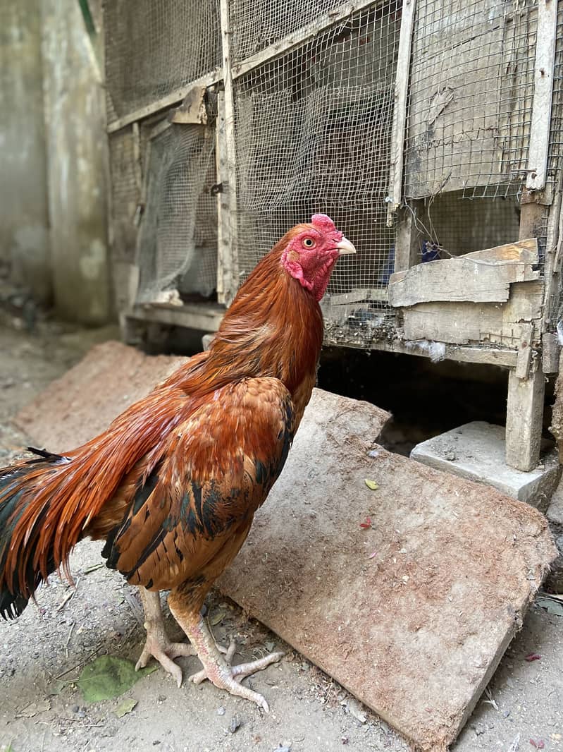 Aseel murga pure mianwali - Hens - 1109957288