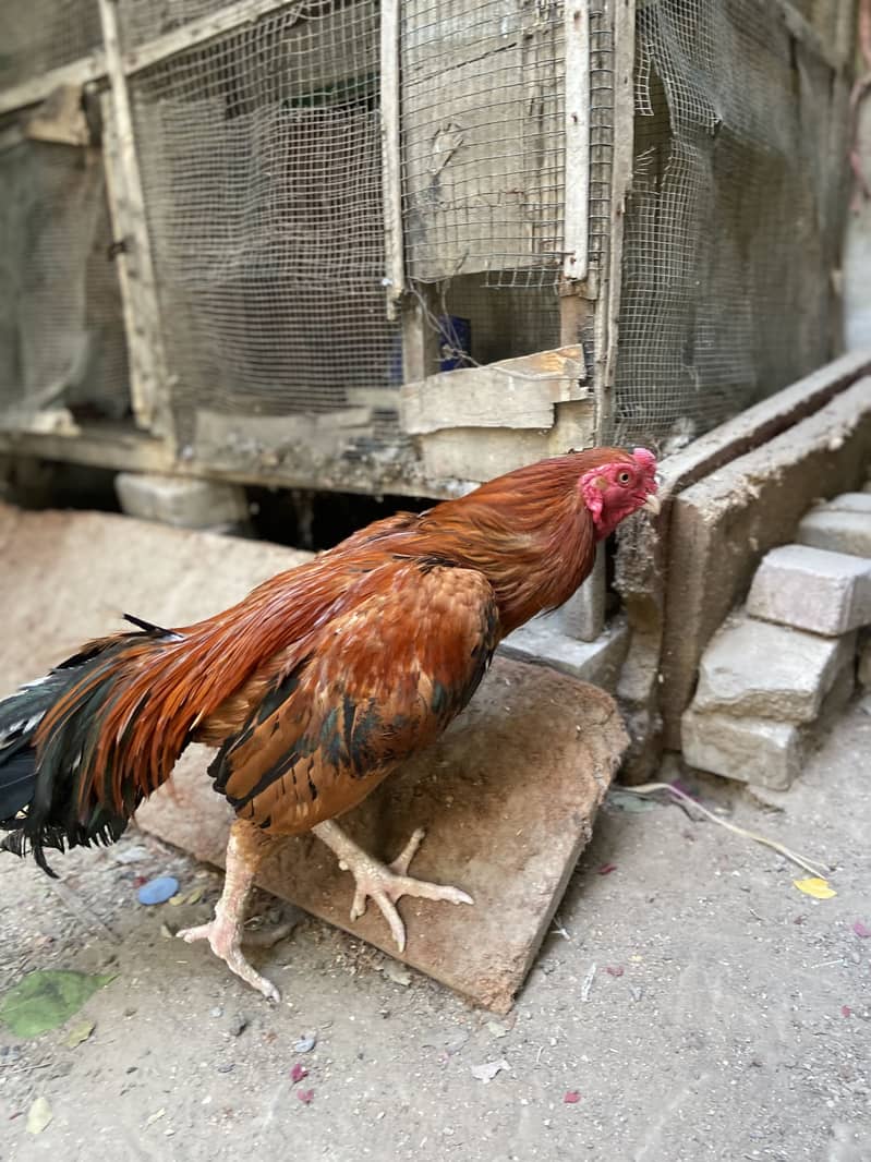 Aseel murga pure mianwali - Hens - 1109957288