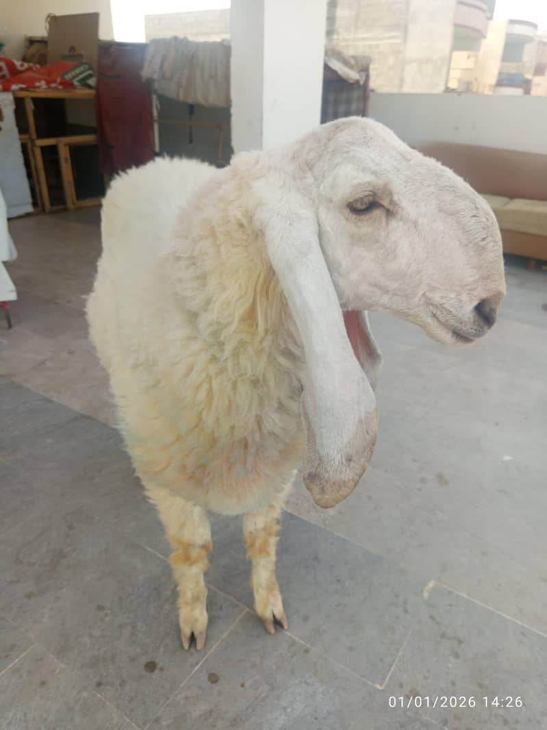 Dumba / Ladkana / Mondera / Dumba / Aseel Heera - Sheep - 1109959531