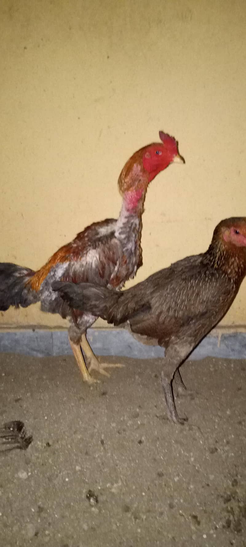 Pure Burmi Veit Chicks 100% - Hens - 1109964601