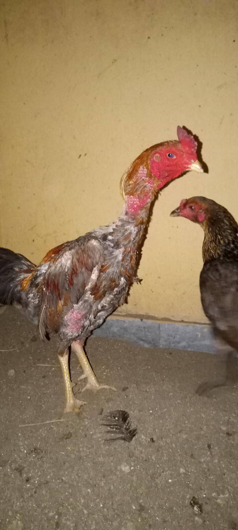 Pure Burmi Veit Chicks 100% - Hens - 1109964601