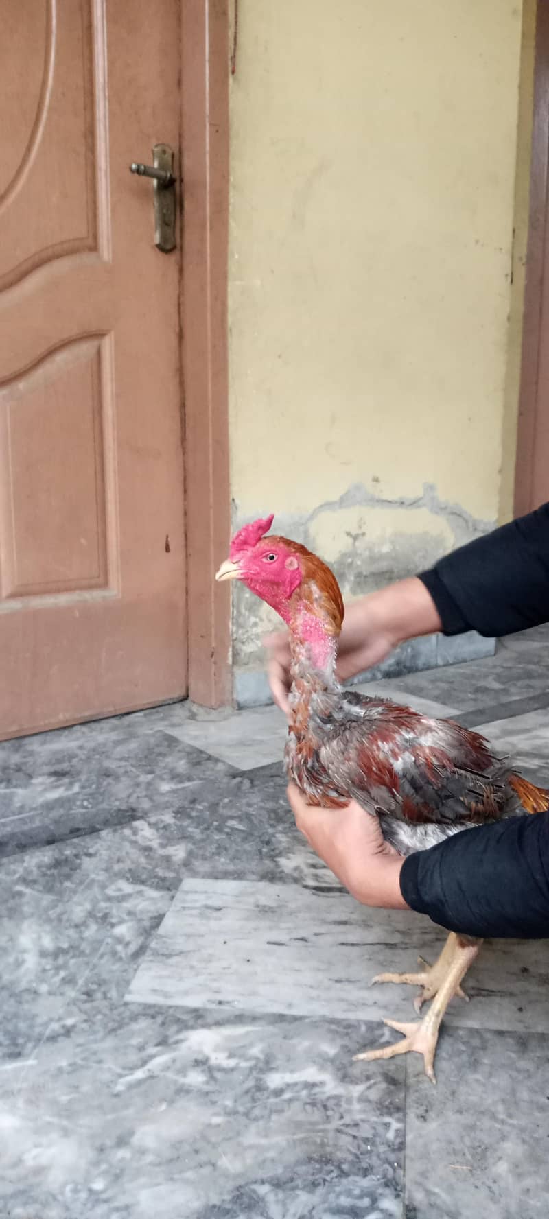 Pure Burmi Veit Chicks 100% - Hens - 1109964601