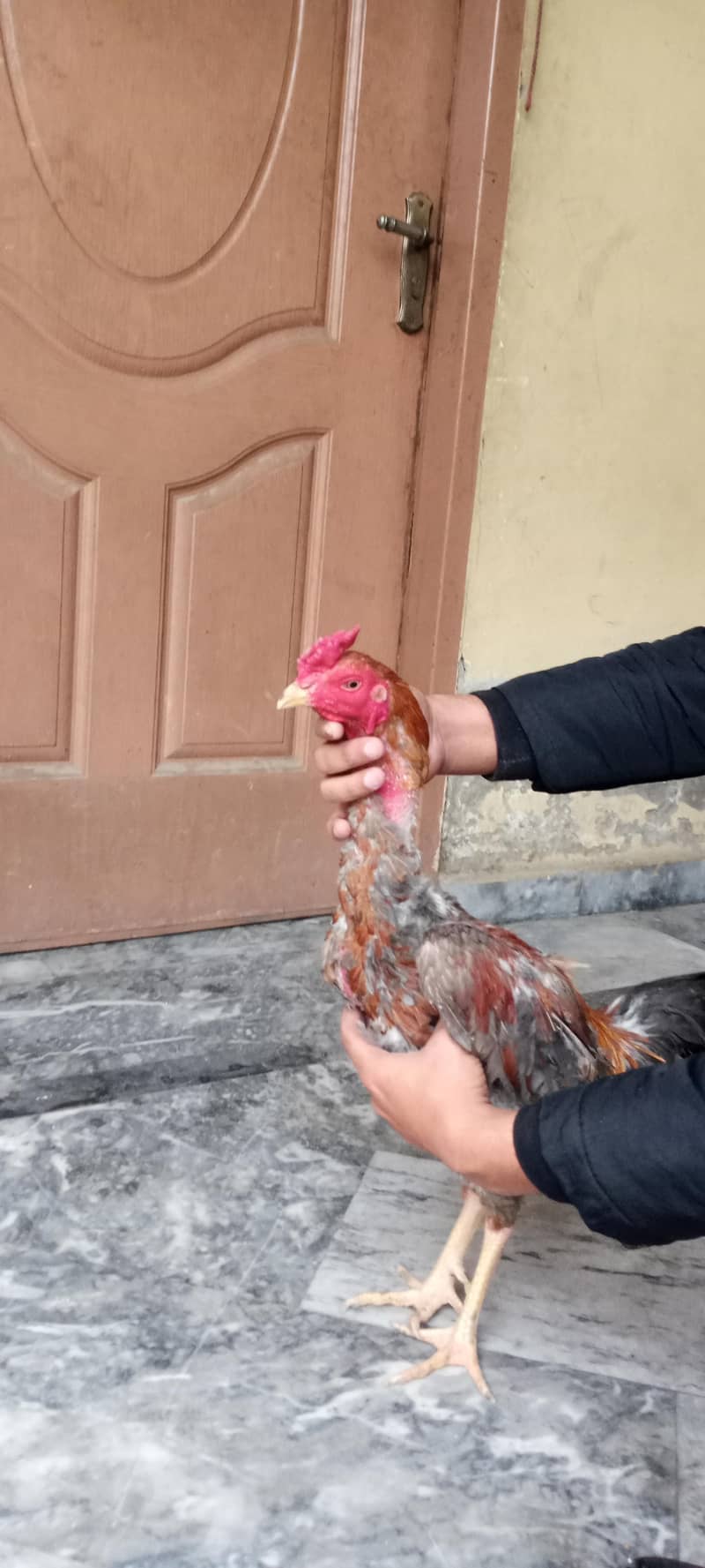 Pure Burmi Veit Chicks 100% - Hens - 1109964601