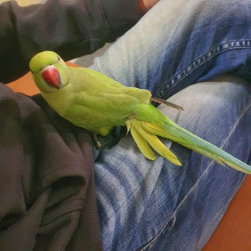 Ringneck Green Parrot - Parrots - 1109966392