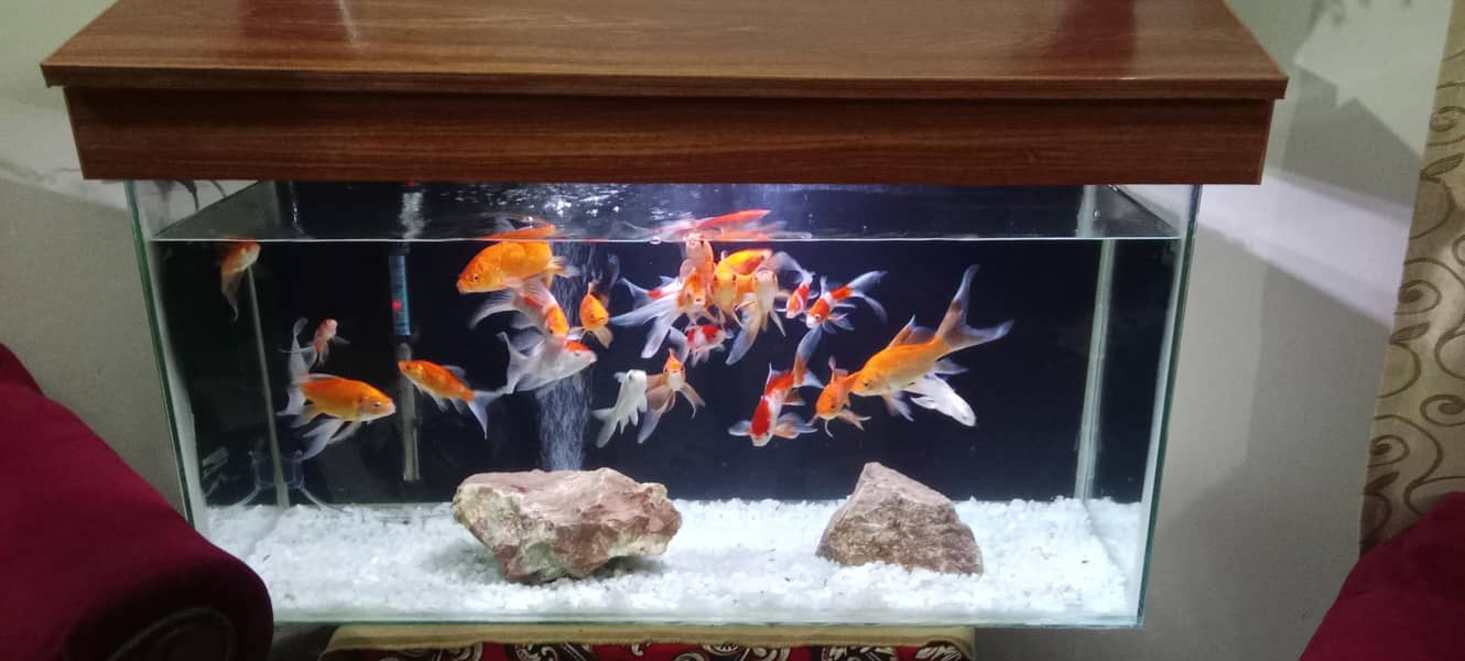 Fish Aquarium brand new large size - Fish - 1109968002