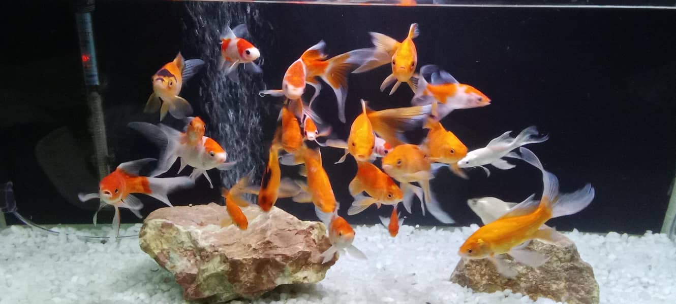 Fish Aquarium brand new large size - Fish - 1109968002