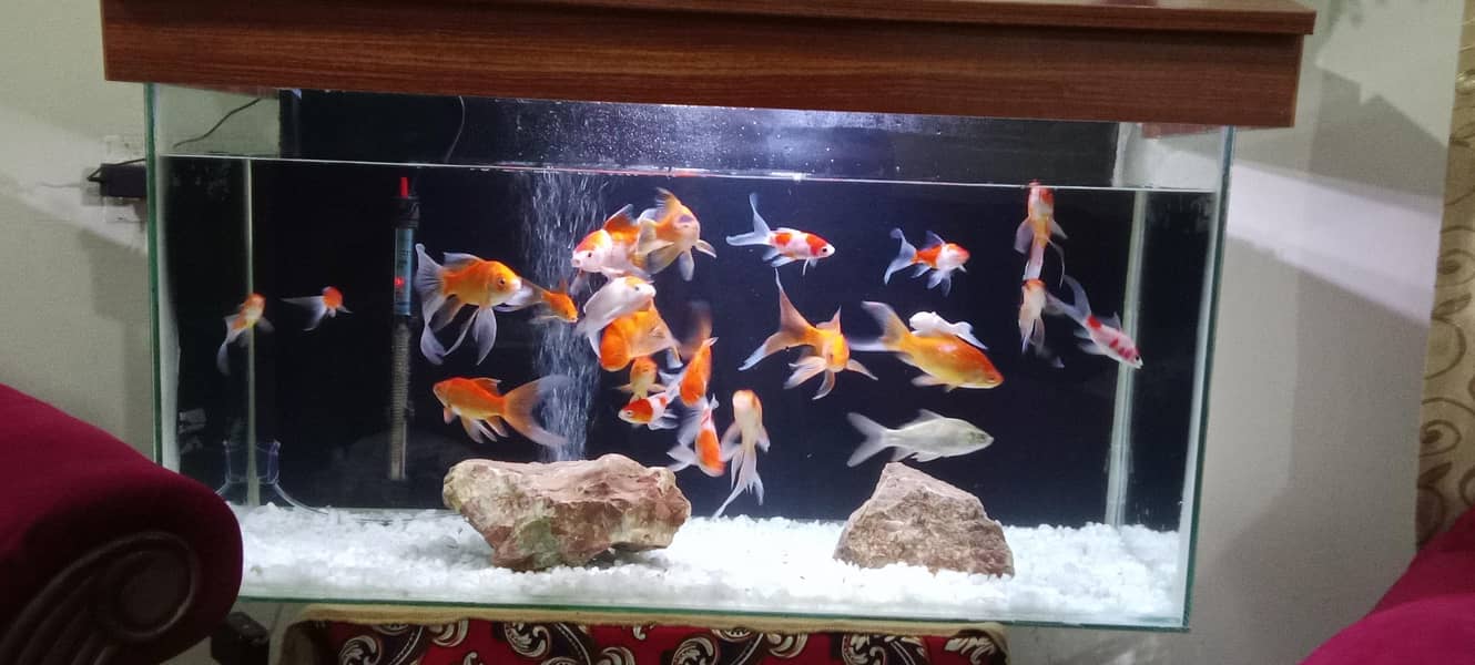 Fish Aquarium brand new large size - Fish - 1109968002